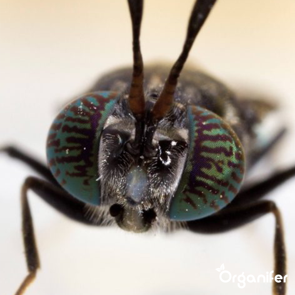 Insectenmest korrels - Black Soldier Fly Frass (Bigbag 250Kg – Voor ...