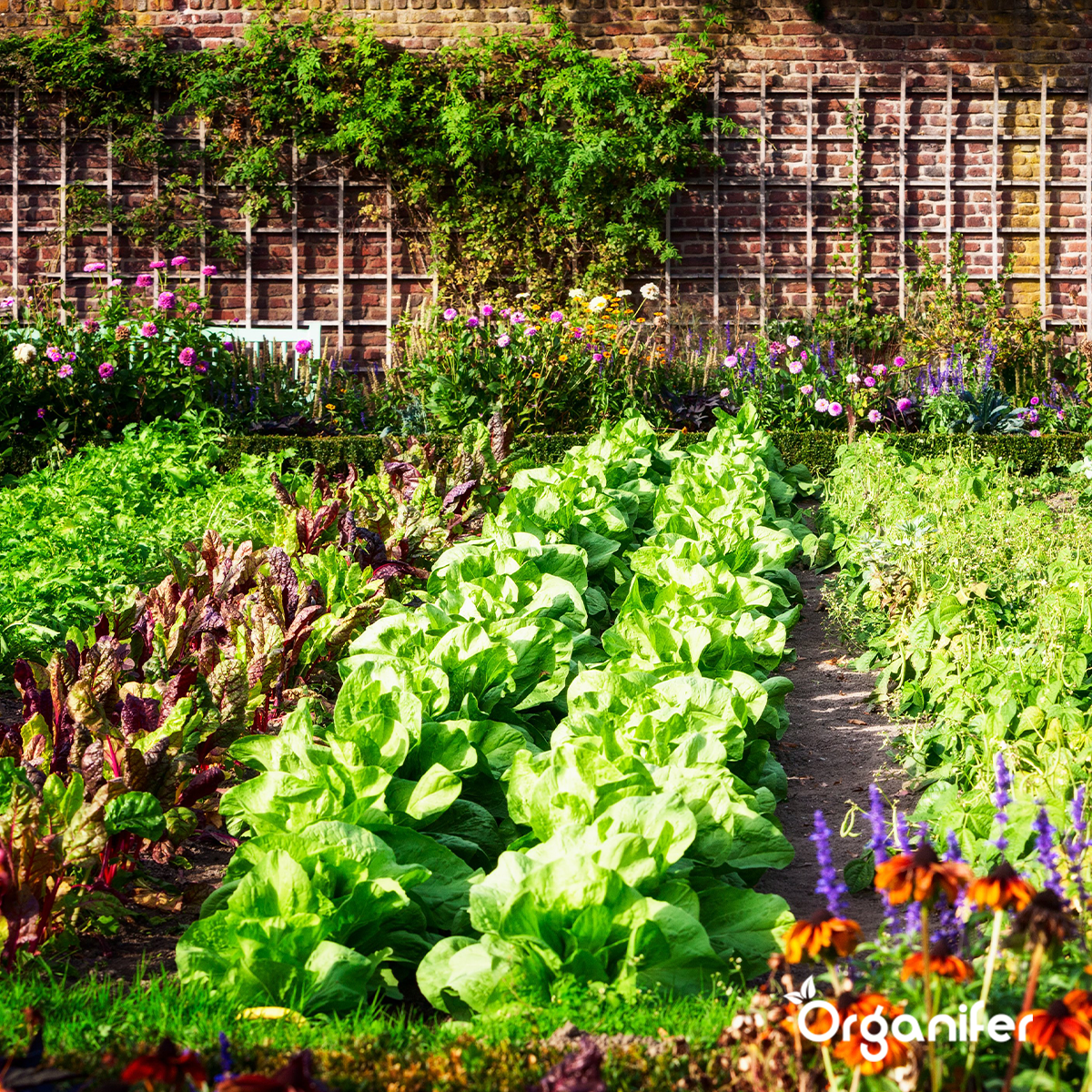 Organikus Zöldség Magvak Csomag - 19 Fajta