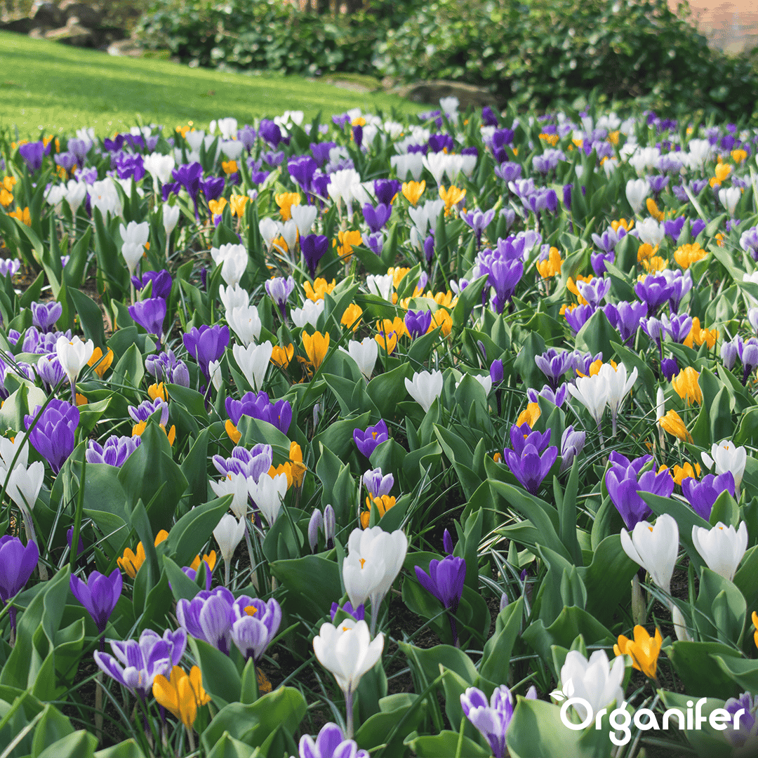 1000 Crocus Bulbs – Large-Flowered Mix (XXL Bulb Size 8/9 cm)